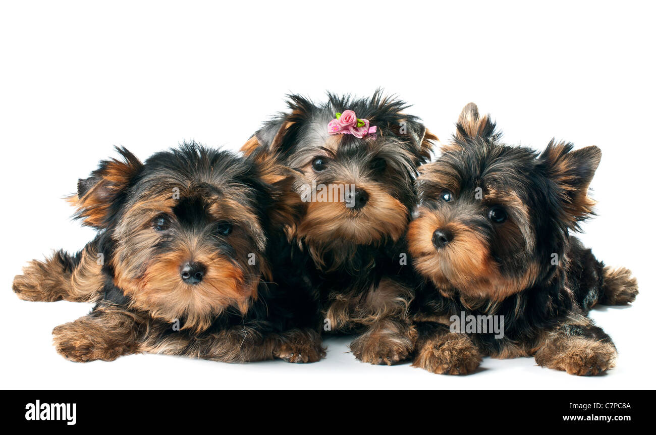 Puppies in studio Stock Photo - Alamy