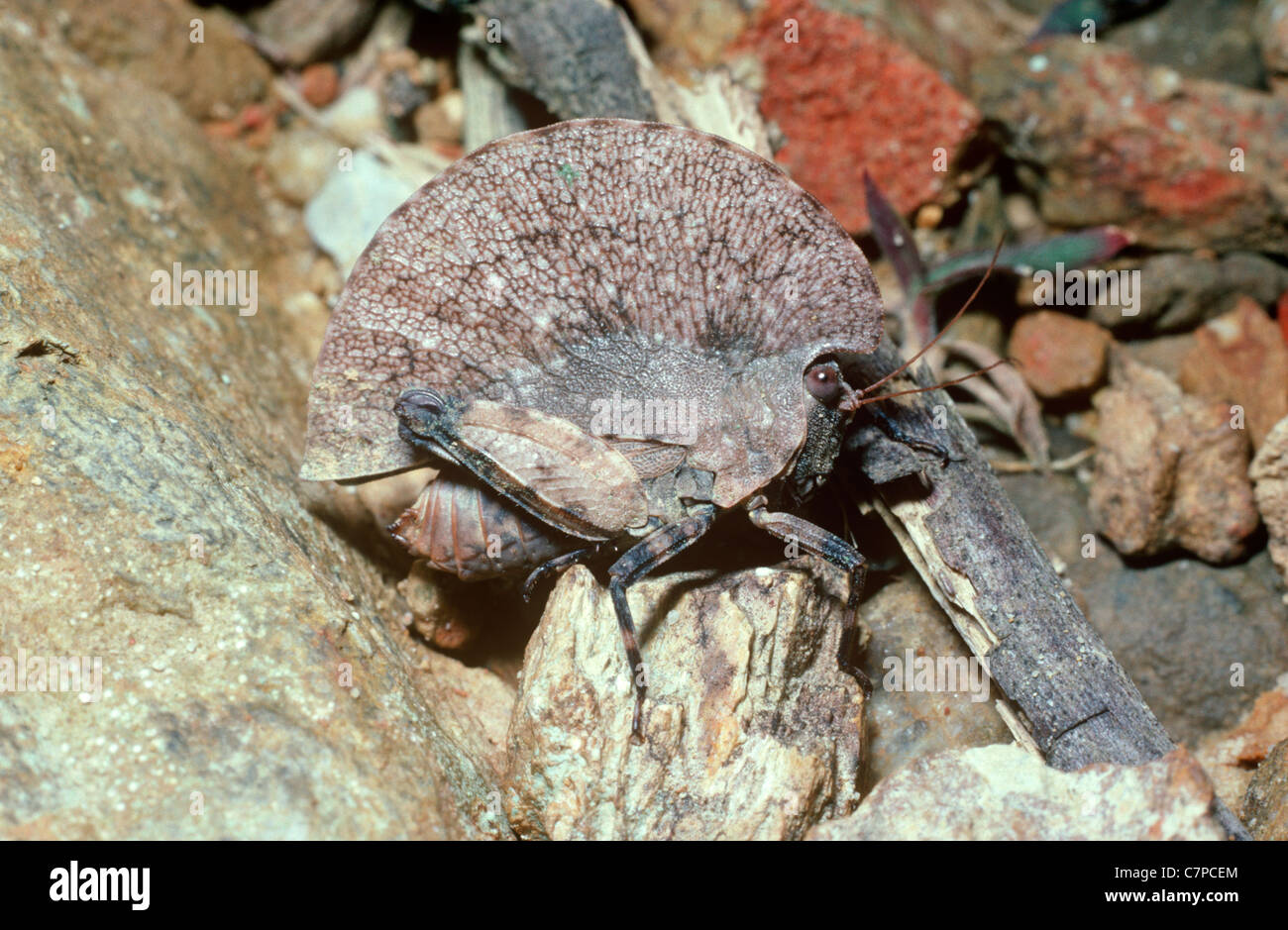 Groundhopper hi-res stock photography and images - Alamy
