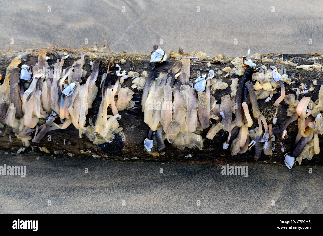 Telegraph pole with marine life rotting on beach Stock Photo - Alamy
