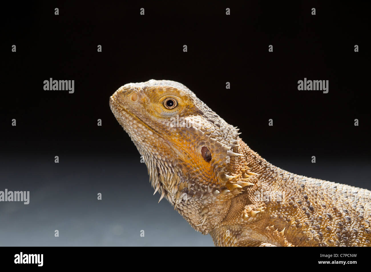 Agame hi-res stock photography and images - Alamy