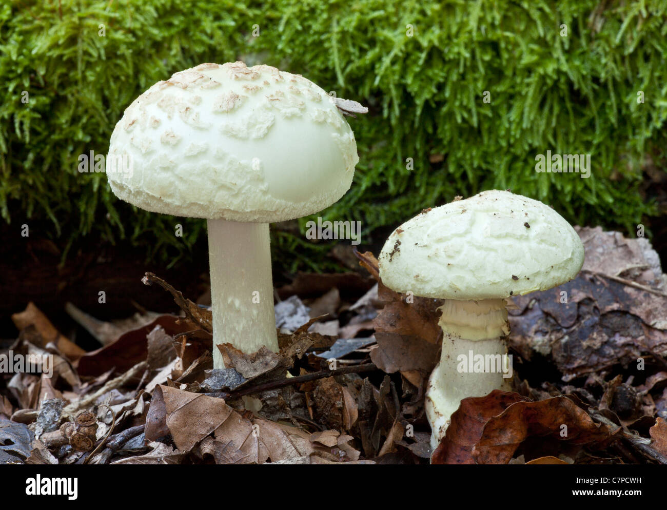 False Death-Cap, Amanita citrina in old woodland, New Forest Stock ...