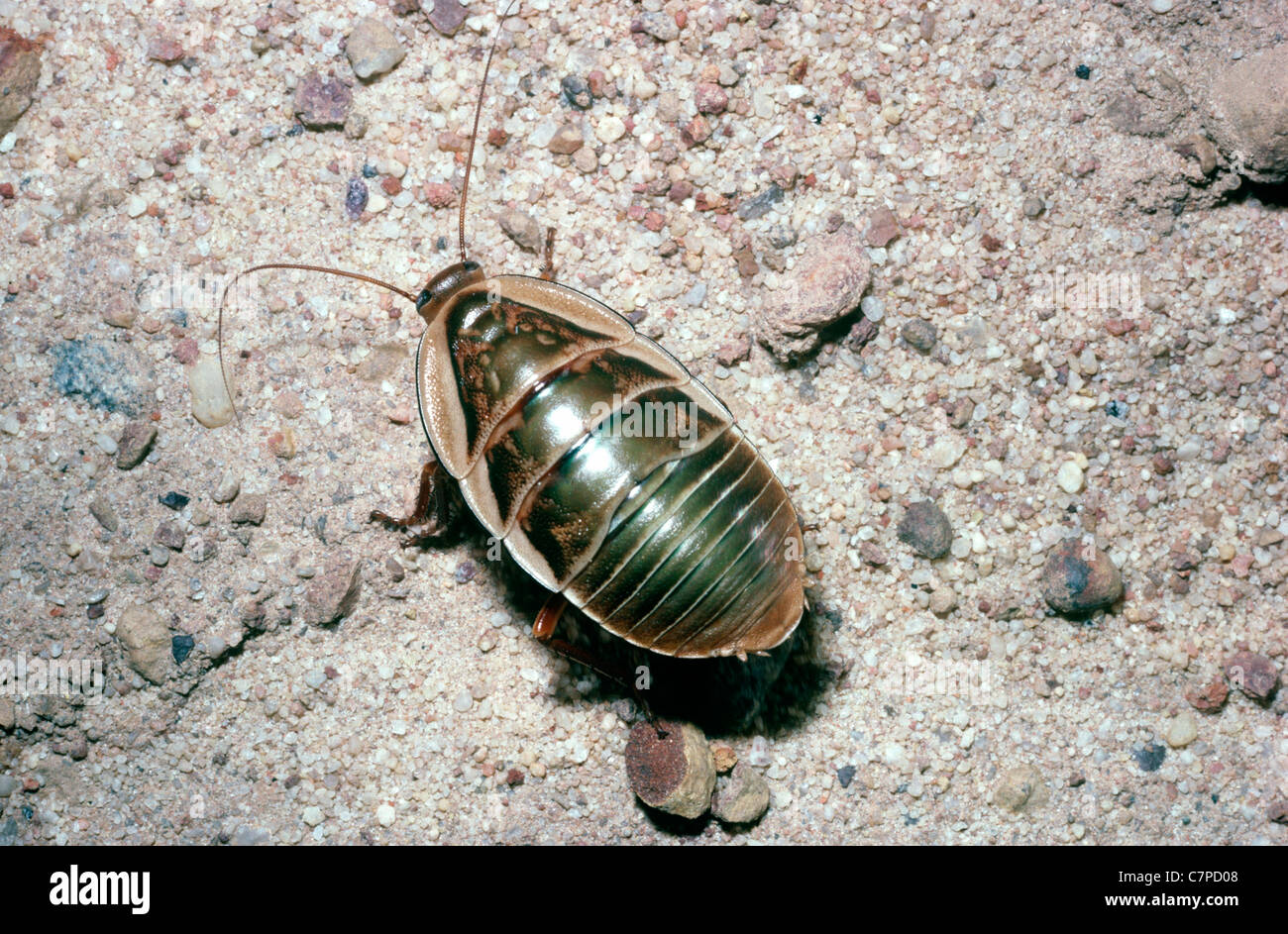 Cockroaches Australia High Resolution Stock Photography and Images - Alamy