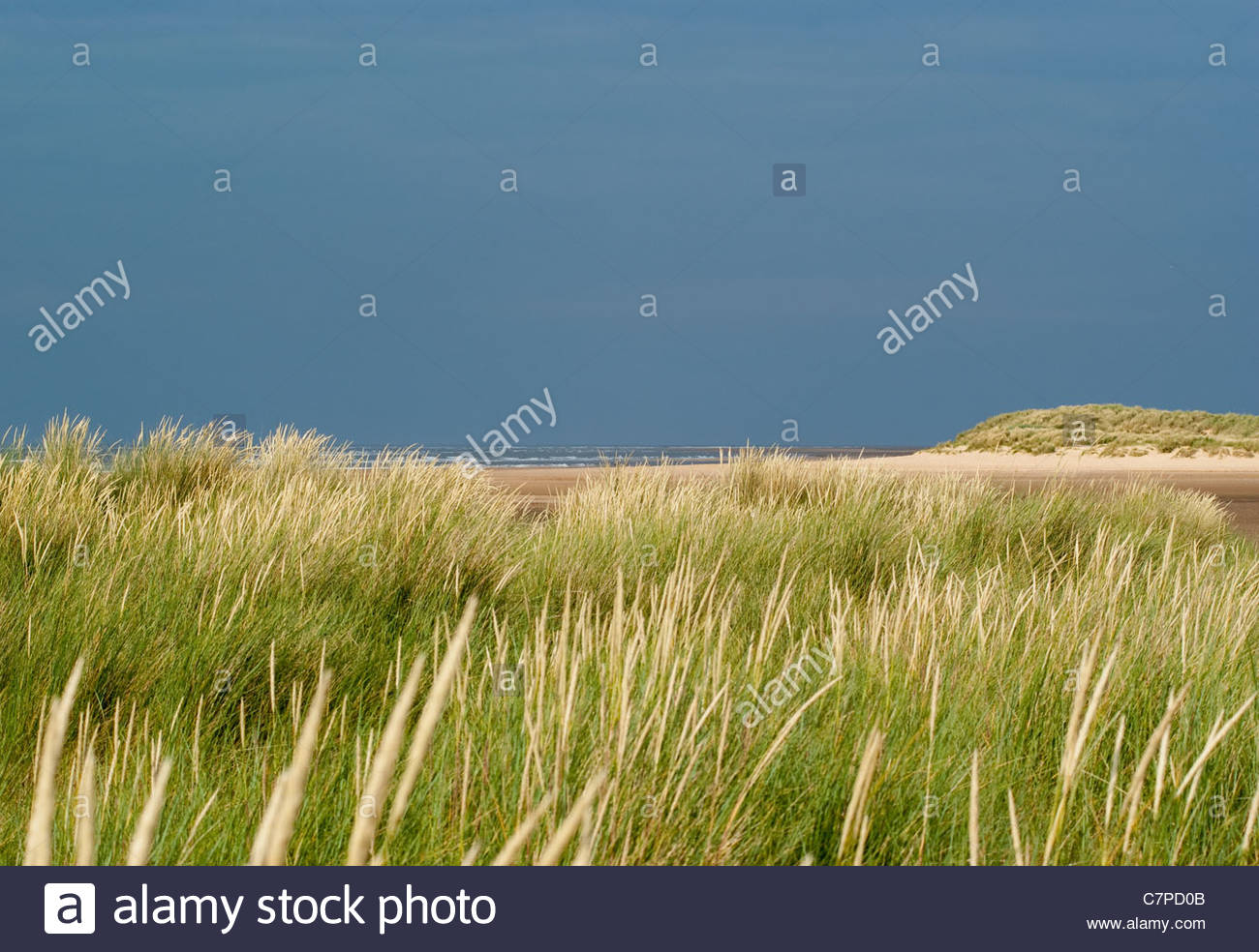 Sand Couch Grass High Resolution Stock Photography and Images - Alamy