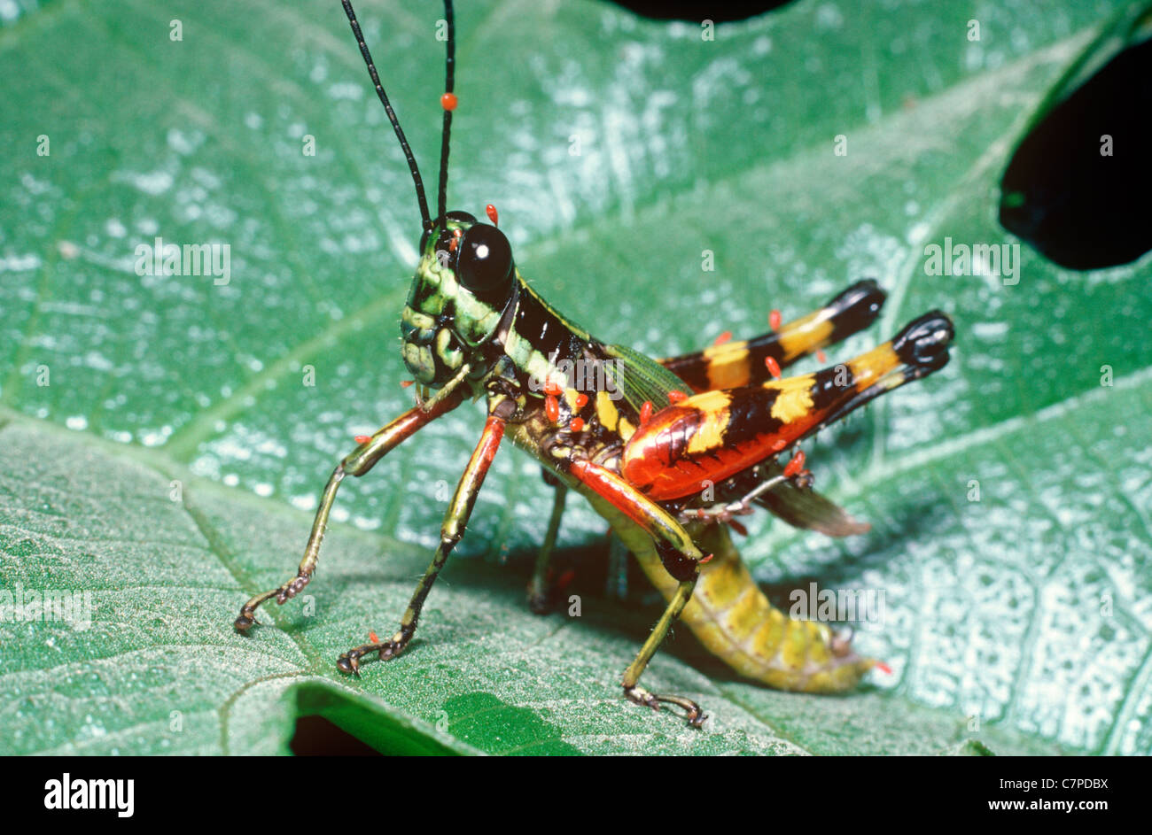 Warningly coloured grasshopper (Tetrataenia surinama), with several red ...