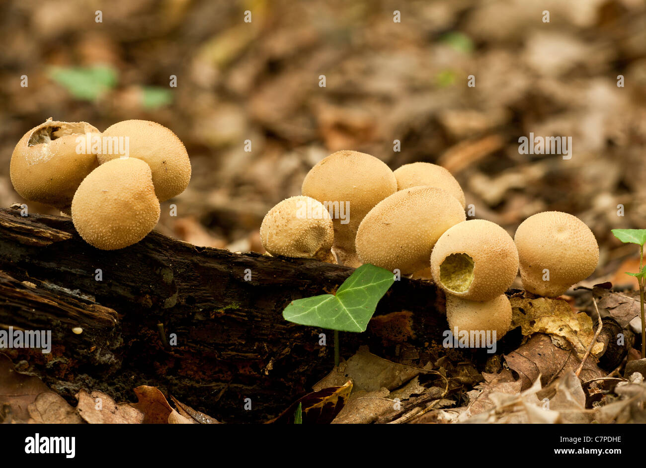 Puffballs hi-res stock photography and images - Alamy