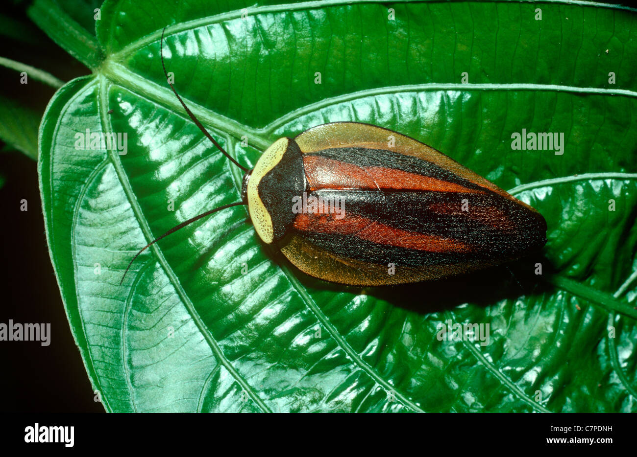 Cockroach (Paratropes lycoides) Peru Stock Photo - Alamy