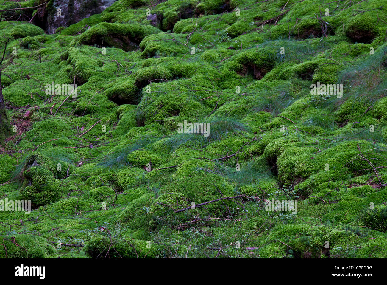 Holz moos hi-res stock photography and images - Alamy
