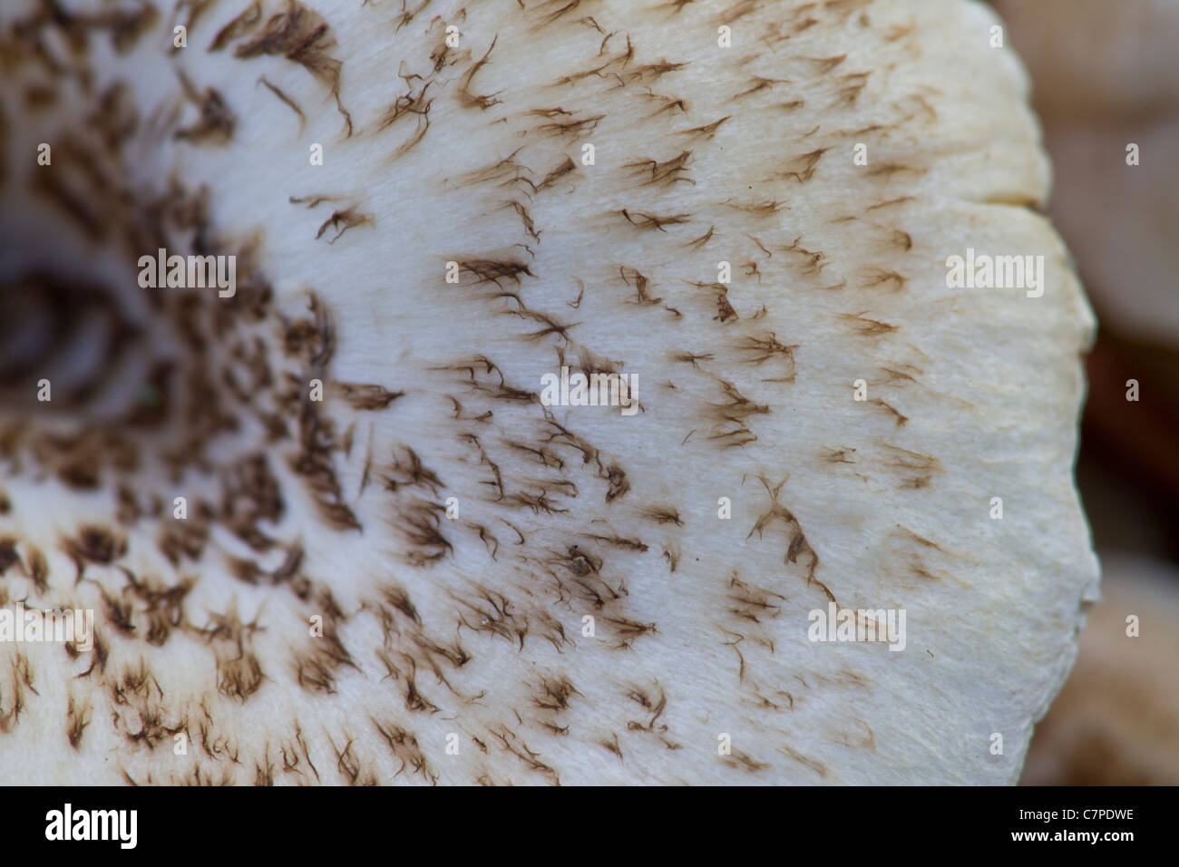 Mushroom lamella hi-res stock photography and images - Alamy
