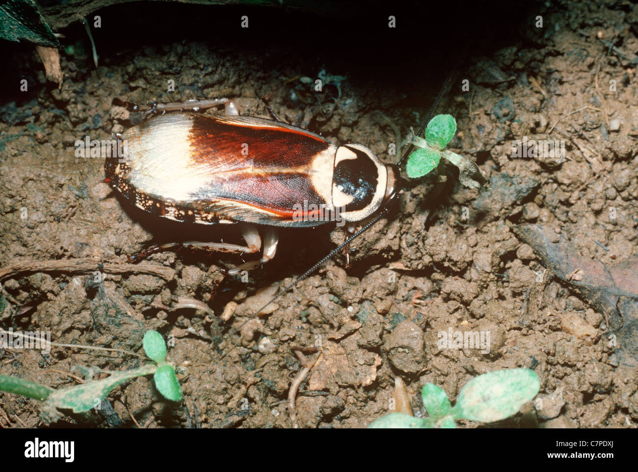 Cockroach (Proscratea peruana) in rainforest, Peru Stock Photo - Alamy
