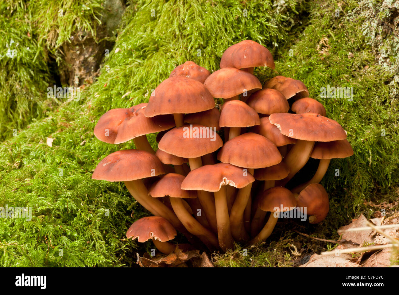 Spindle shank collybia fusipes hi-res stock photography and images - Alamy