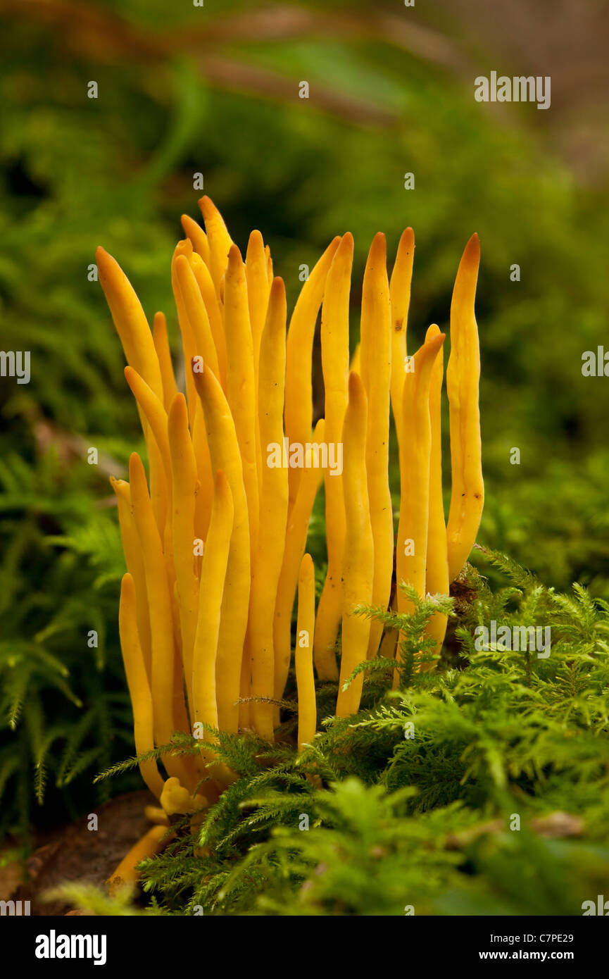 Golden Spindles, Clavulinopsis fusiformis, among moss on old wood bank ...