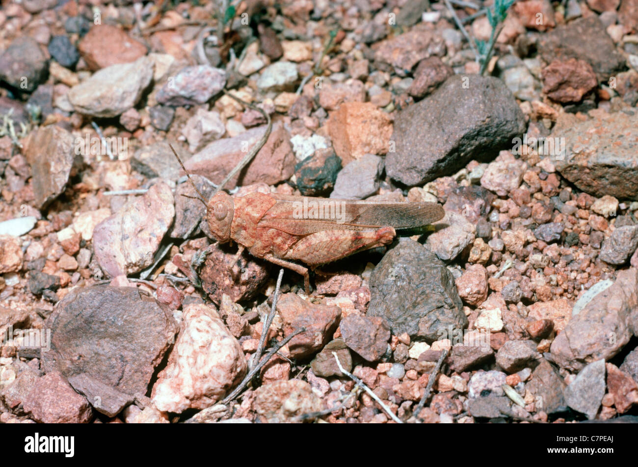 Range of grasshoppers hi-res stock photography and images - Alamy