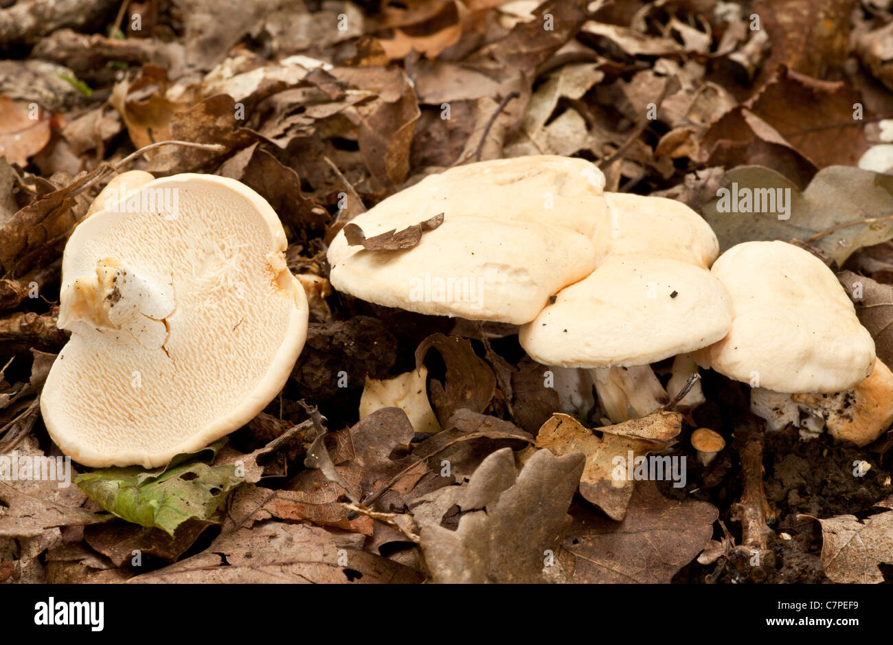 Good edible fungus hi-res stock photography and images - Alamy