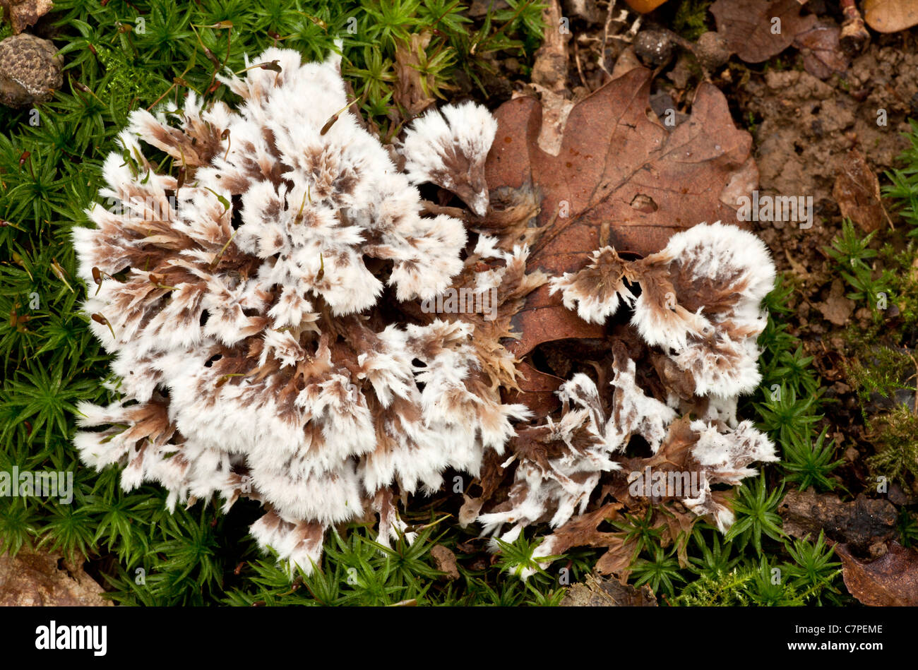Fan moss hi-res stock photography and images - Alamy