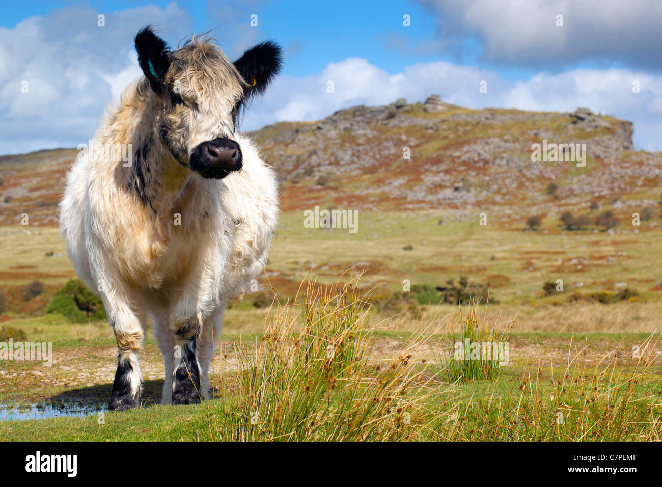 Cornish cow hi-res stock photography and images - Alamy