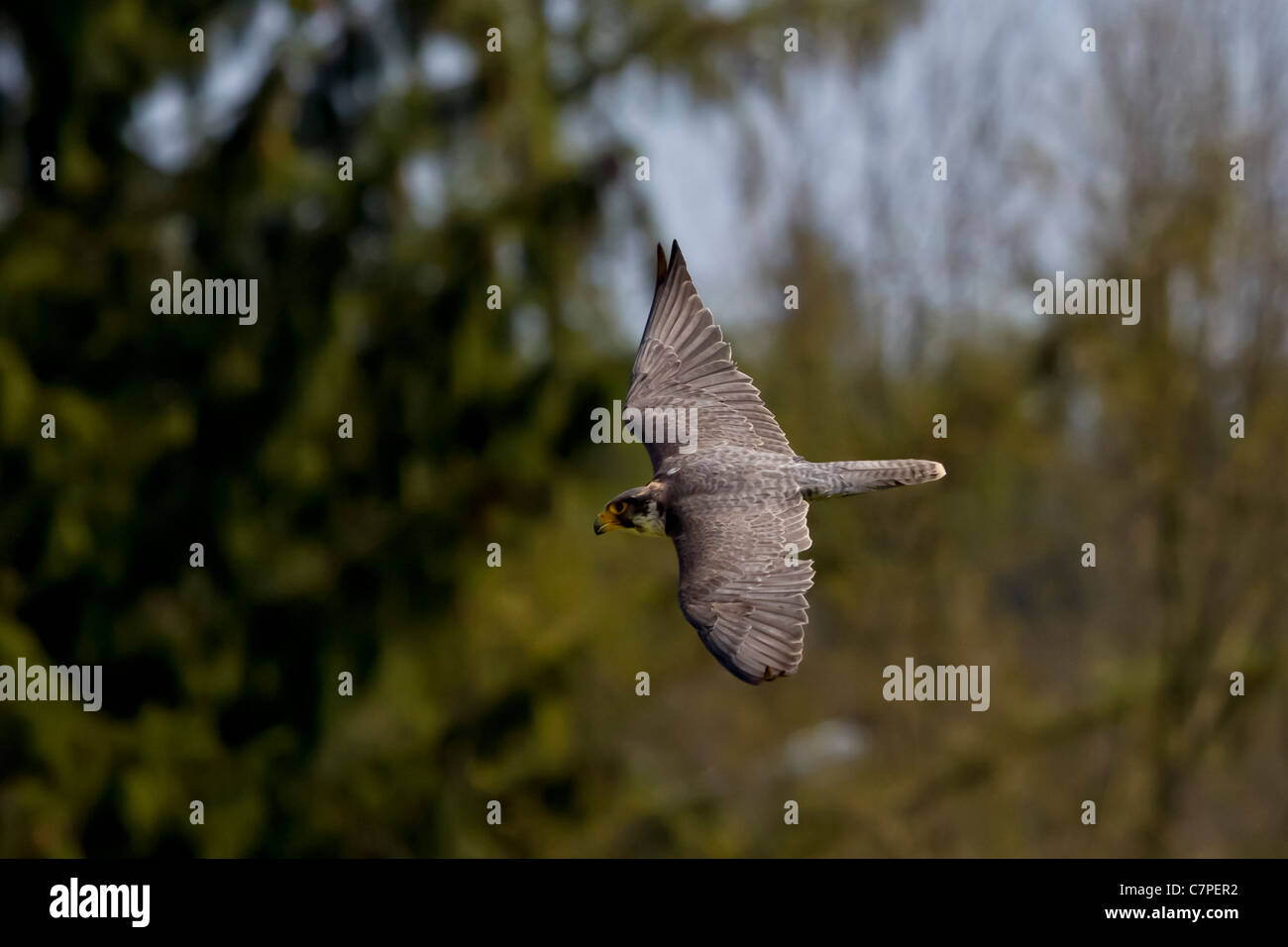 Wanderfalke hi-res stock photography and images - Alamy