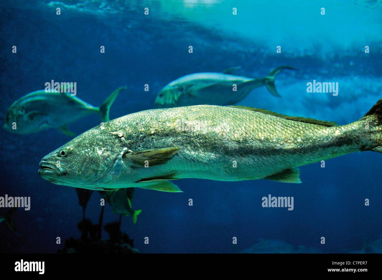 Codfish portugal hi-res stock photography and images - Alamy