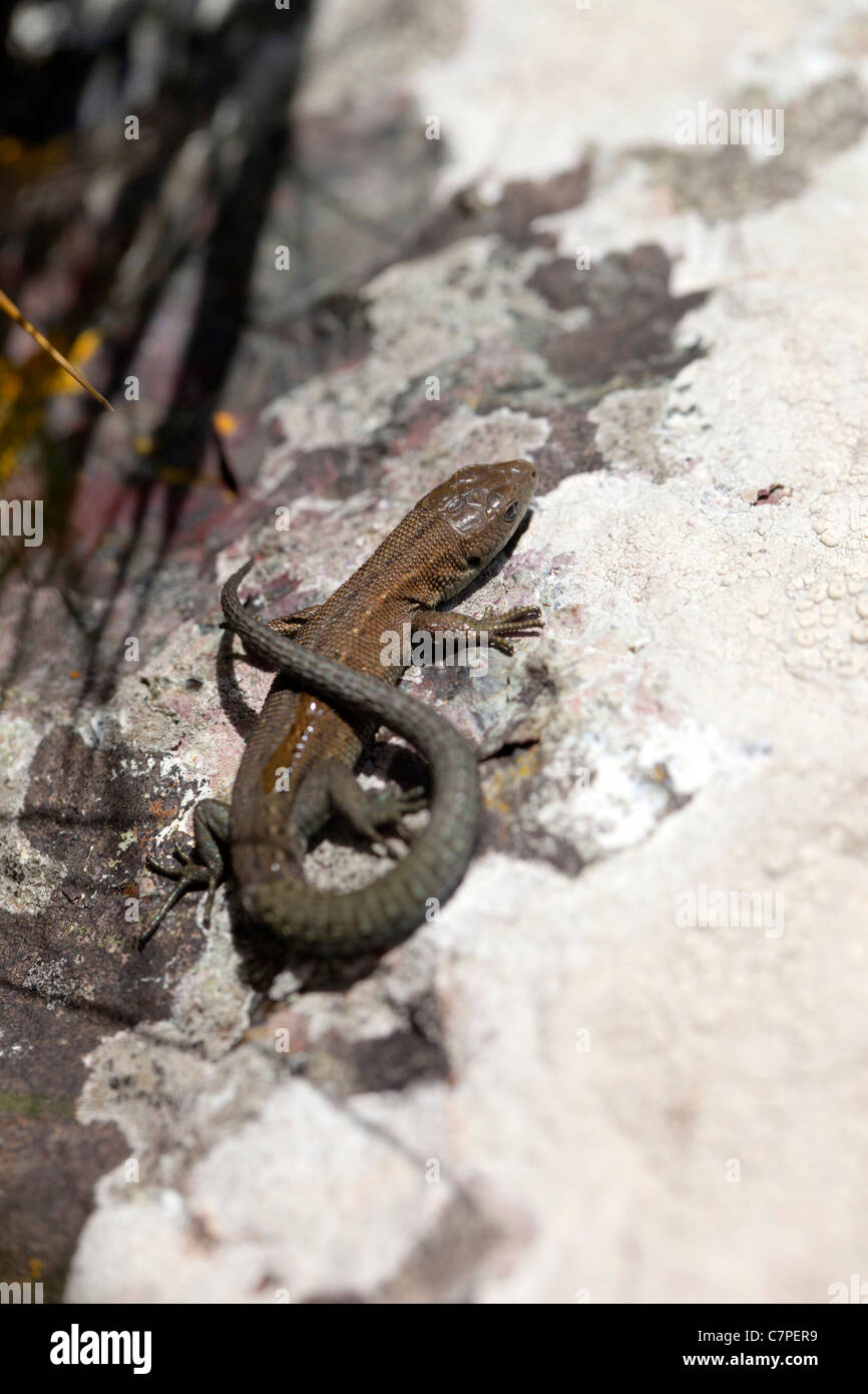 Common lizard hi-res stock photography and images - Alamy