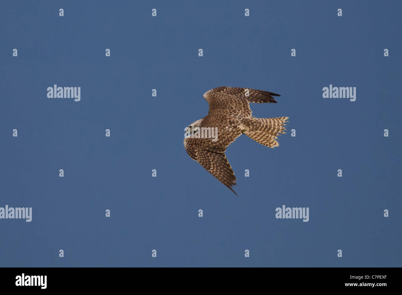 Saker falcon hi-res stock photography and images - Alamy