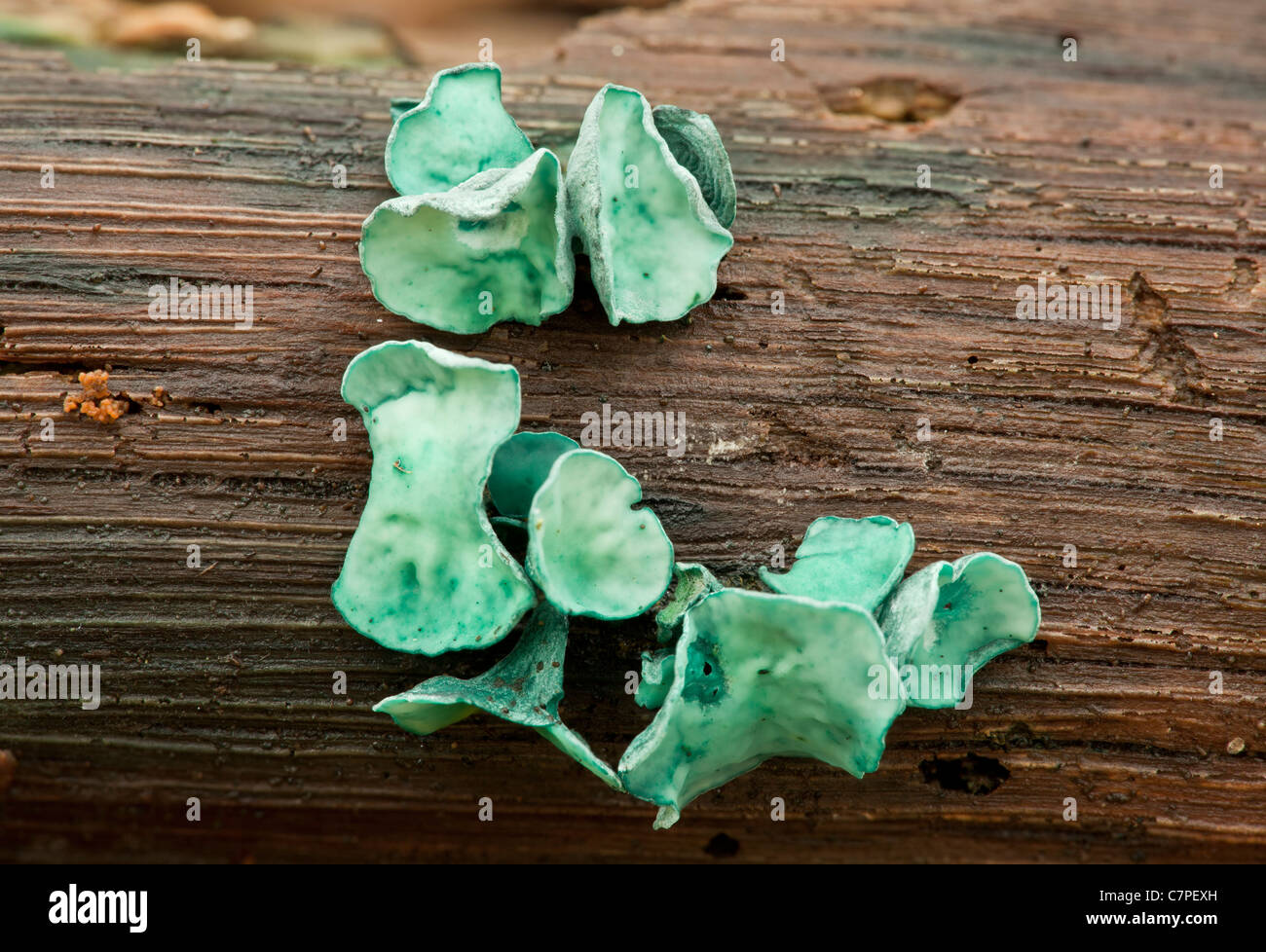 Chlorociboria aeruginascens fungus hi-res stock photography and images ...