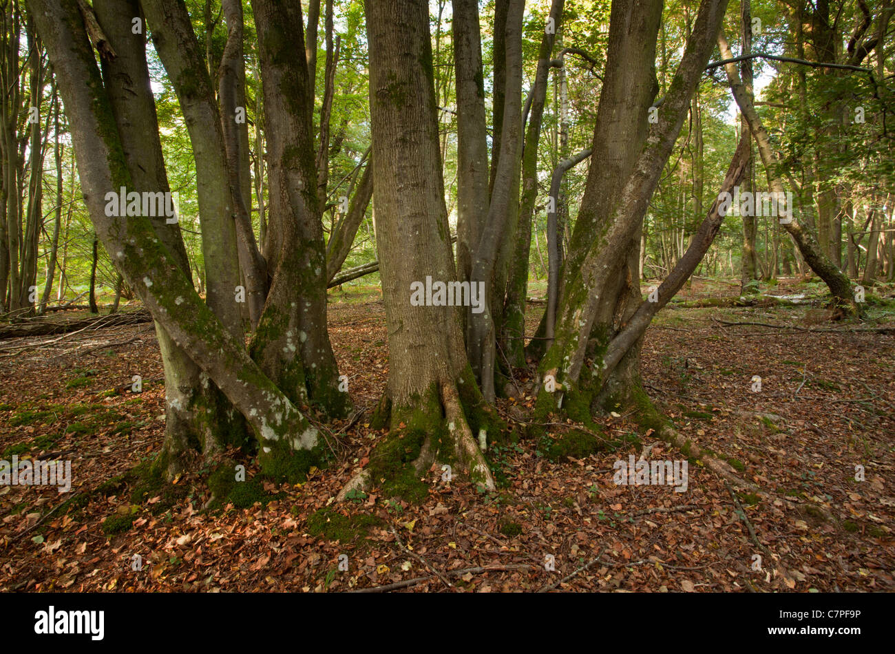 Ancient Small-leaved Lime coppice in Langley Wood NNR, Wilts Stock ...