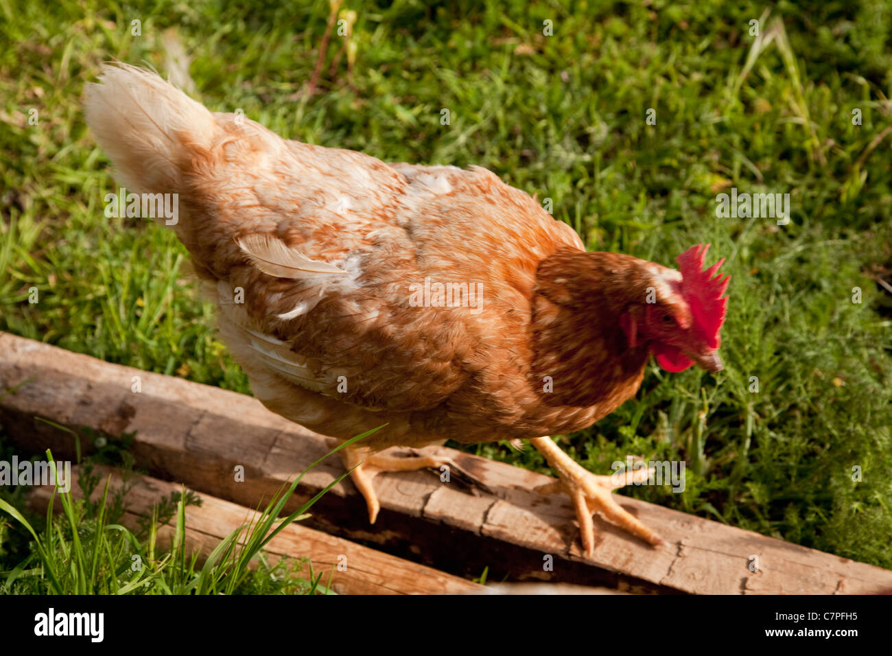 Hen walking hi-res stock photography and images - Alamy