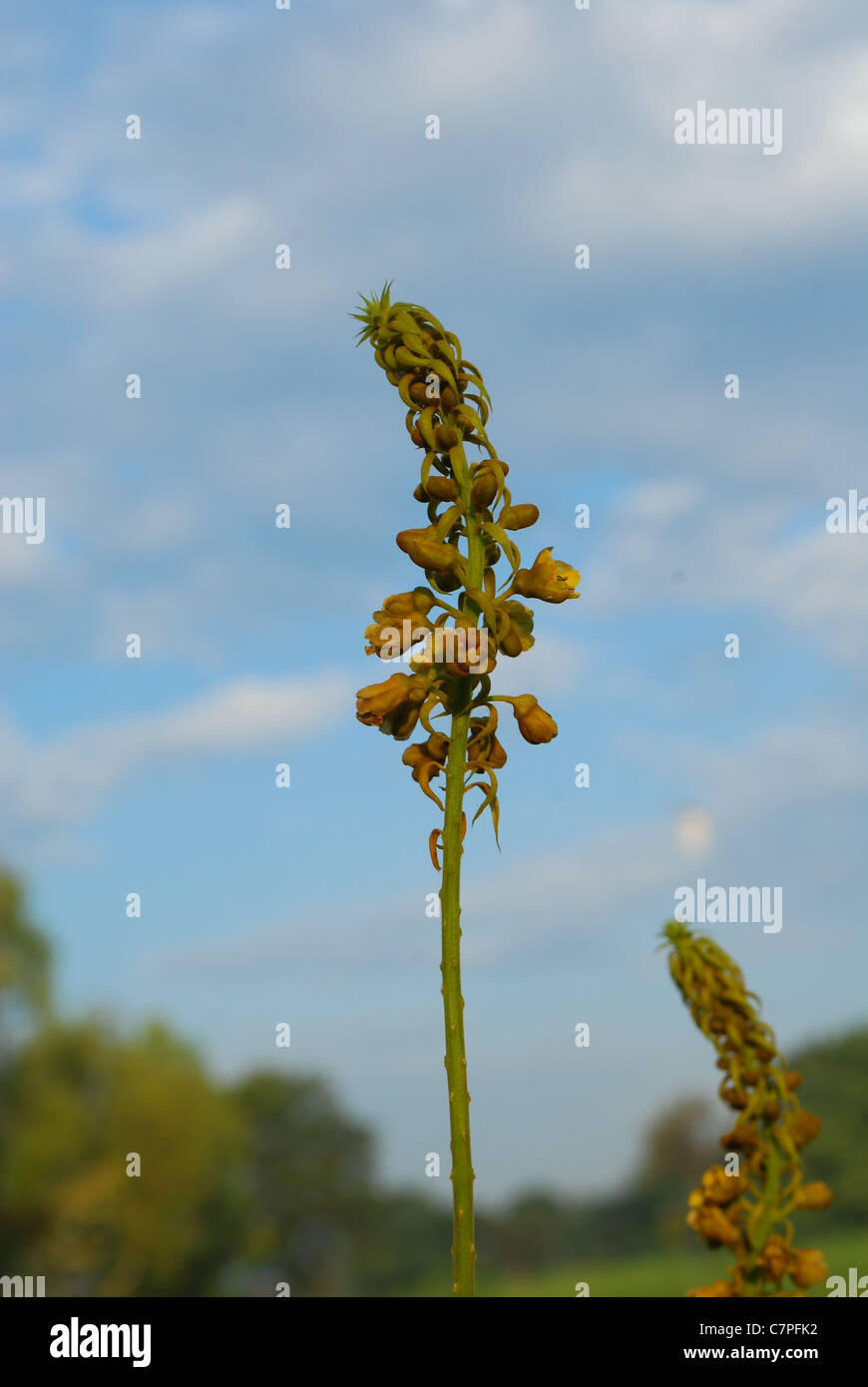 Nicker seed hi-res stock photography and images - Alamy