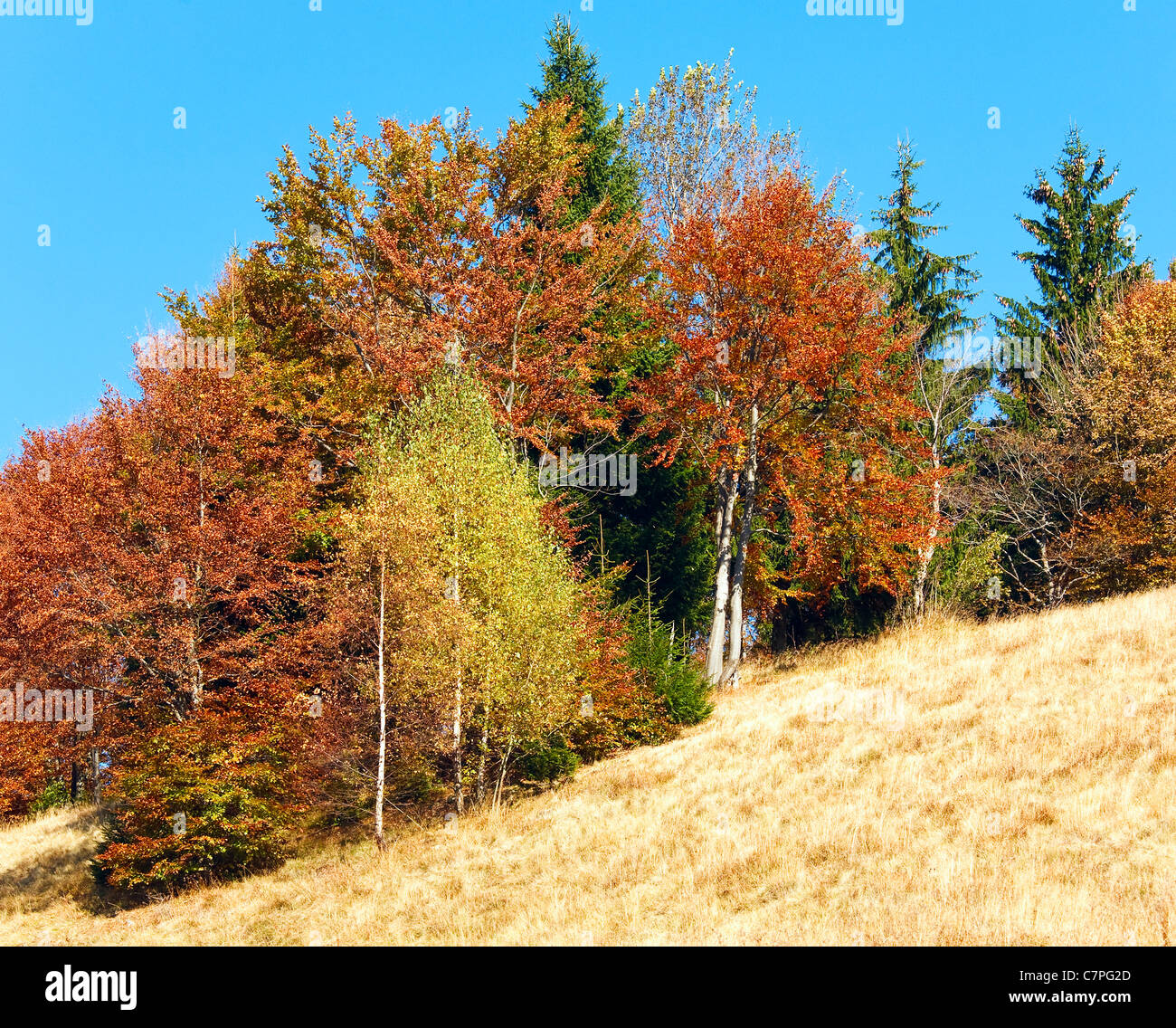 Sunny autumn colorful trees on mountainside (Carpathian, Ukraine Stock ...
