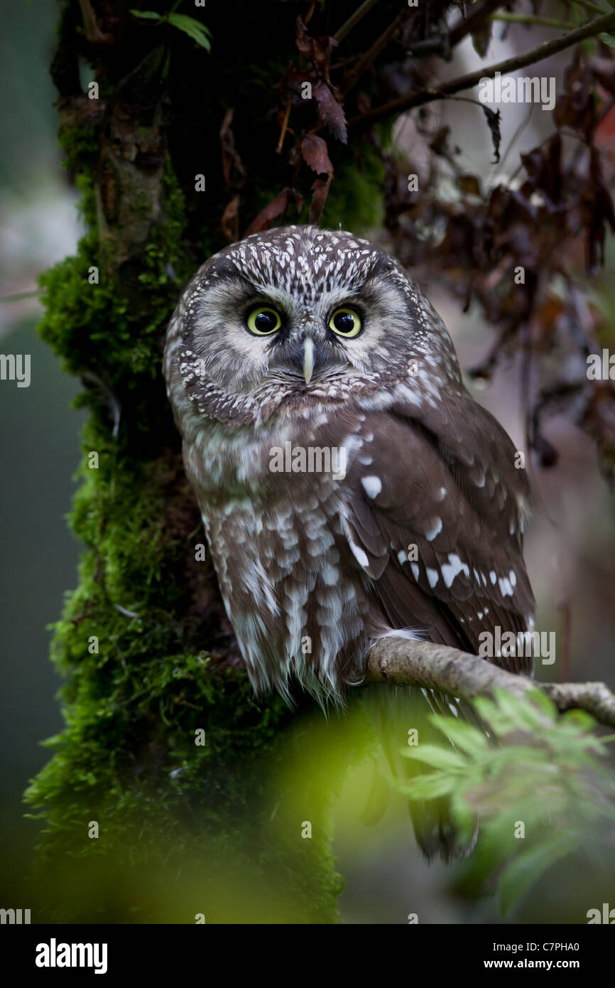 Raufusskauz hi-res stock photography and images - Alamy