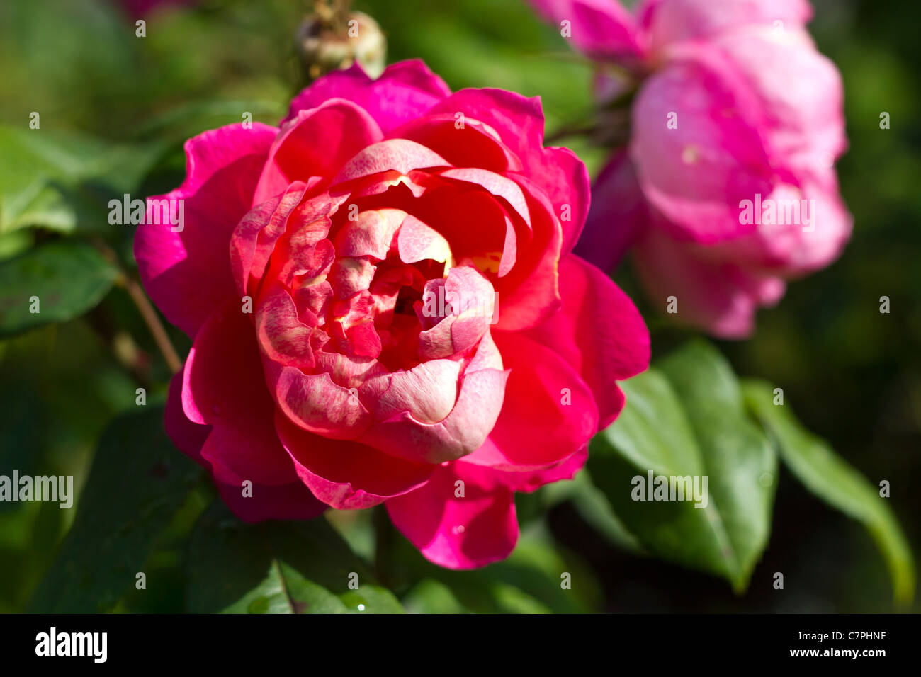 Benjamin Britten rose (Ausencart) on display at Port Sunlight, Wirral ...