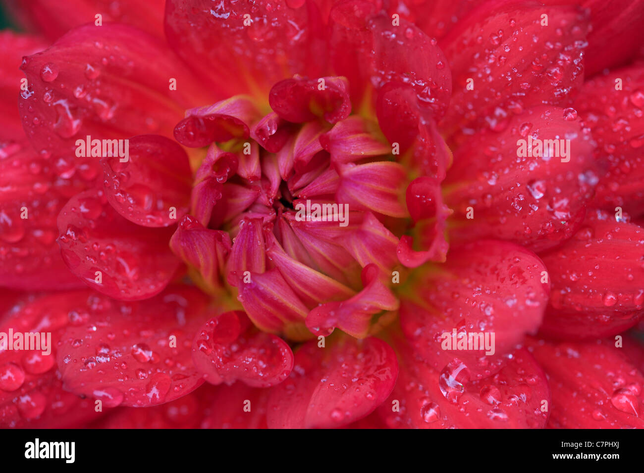 Dahlia flower taken with a 100mm macro lens Stock Photo - Alamy