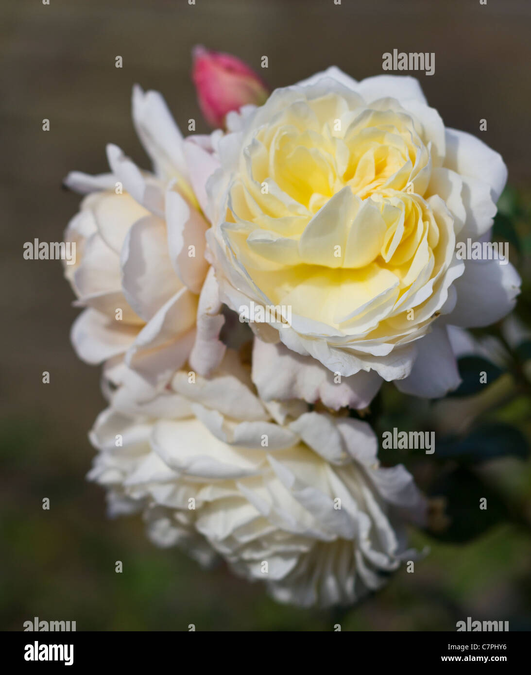 Crocus rose (Ausquest) on display at Port Sunlight, Wirral, England ...