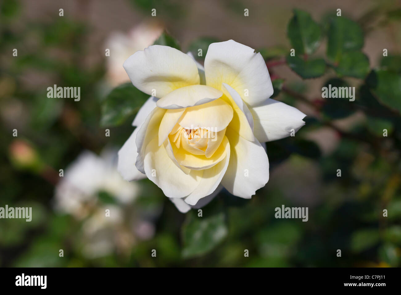 Crocus rose (Ausquest) on display at Port Sunlight, Wirral, England ...