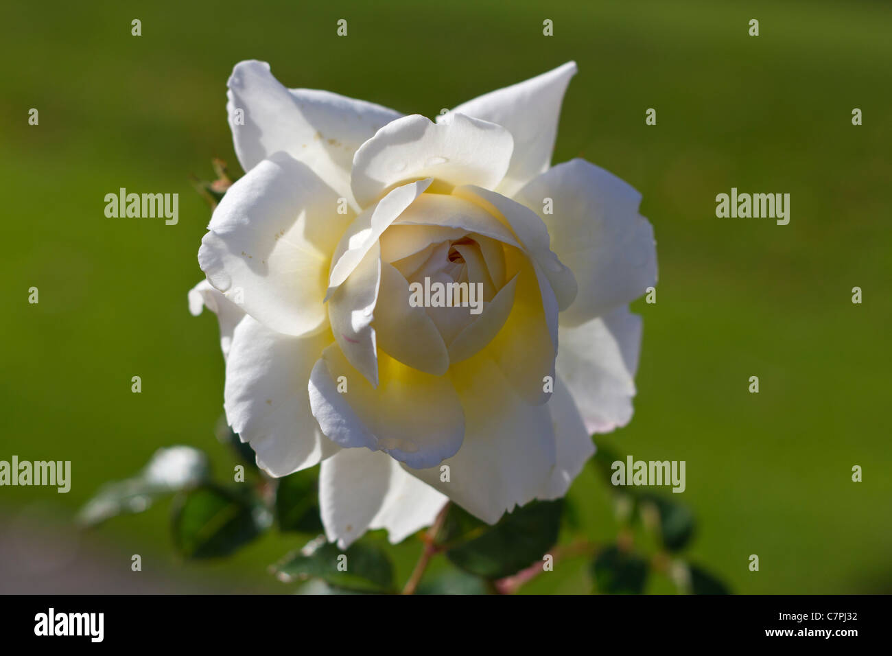 Crocus rose (Ausquest) on display at Port Sunlight, Wirral, England ...