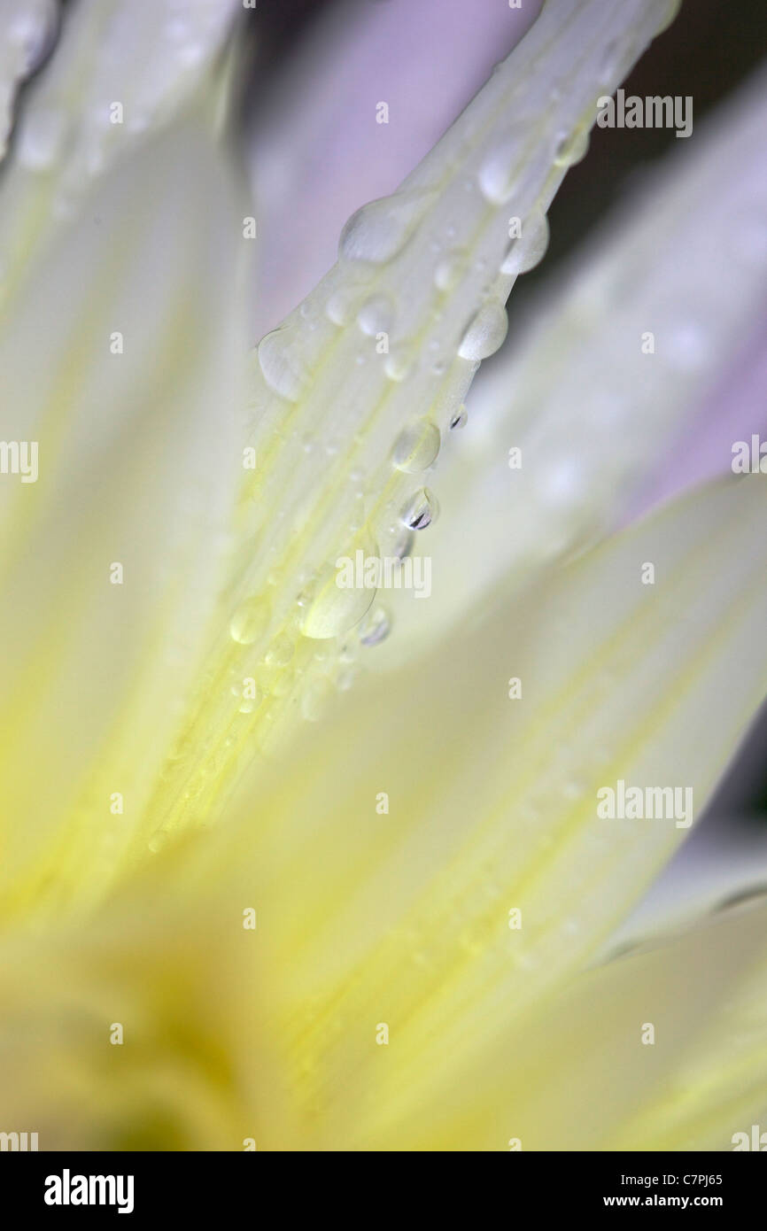 Dahlia flower taken with a 100mm macro lens Stock Photo - Alamy