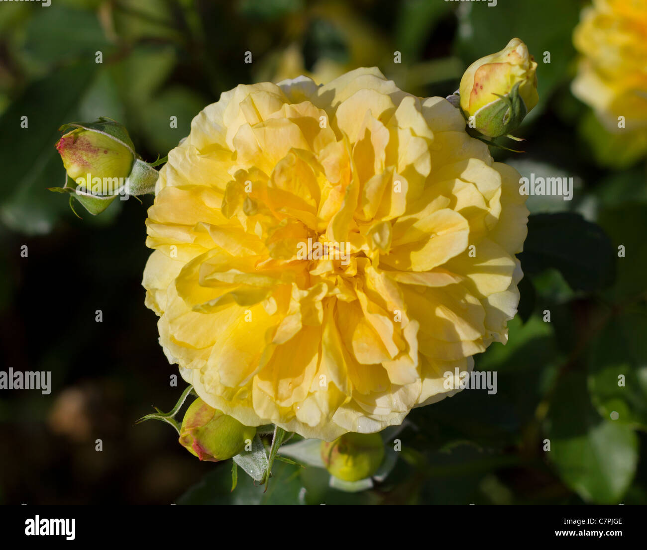 Molyneux Rose (Ausmol) on display at Port Sunlight, Wirral, England ...