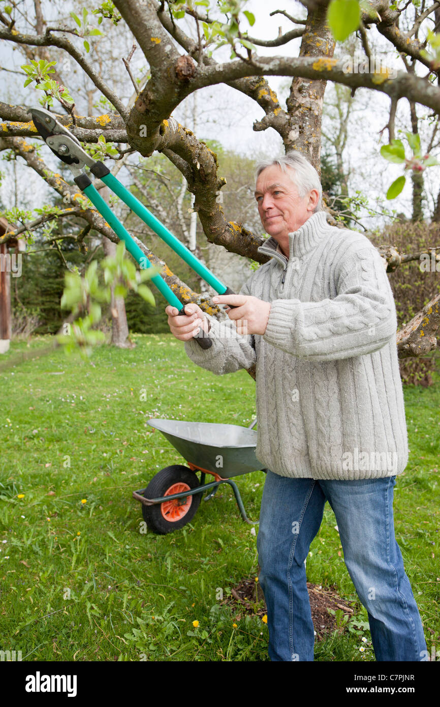 Older man trimming tree in backyard Stock Photo - Alamy