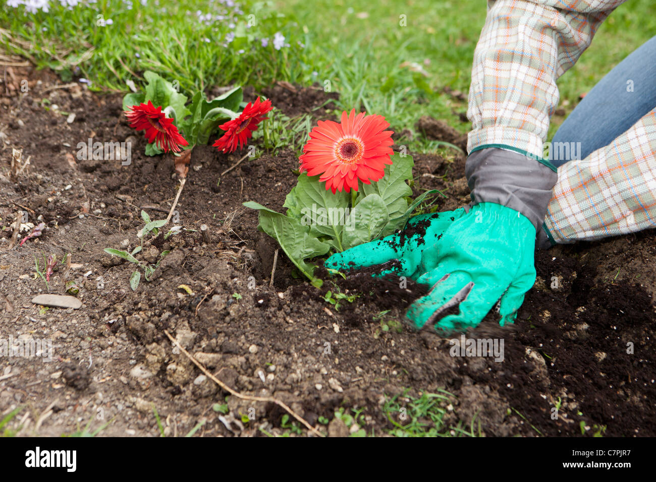 Man planting flowers Stock Photo - Alamy