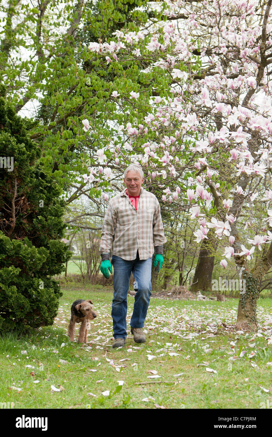 Older man walking his dog Stock Photo - Alamy