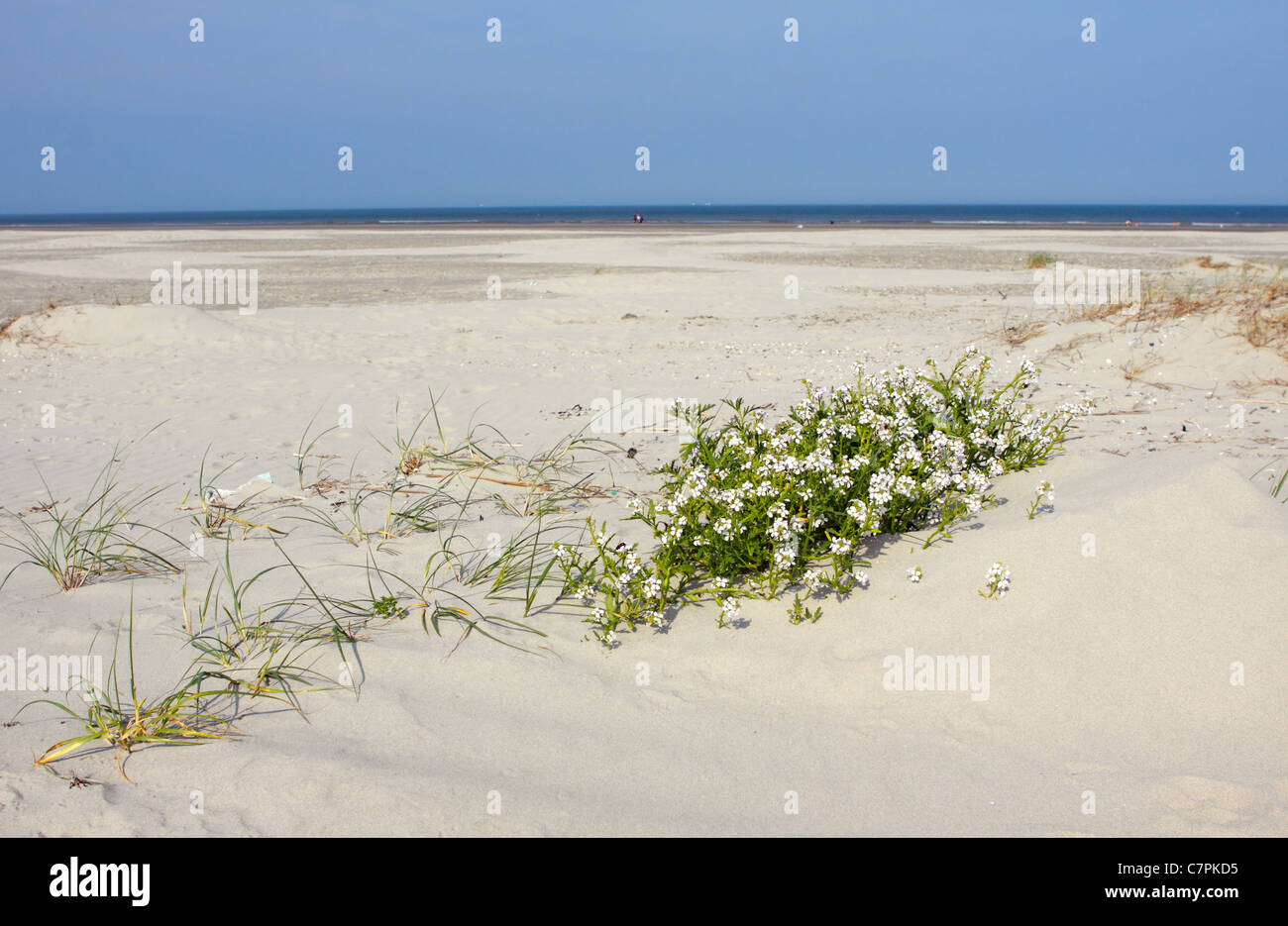 sandy beach with soft flowers over sky Stock Photo - Alamy