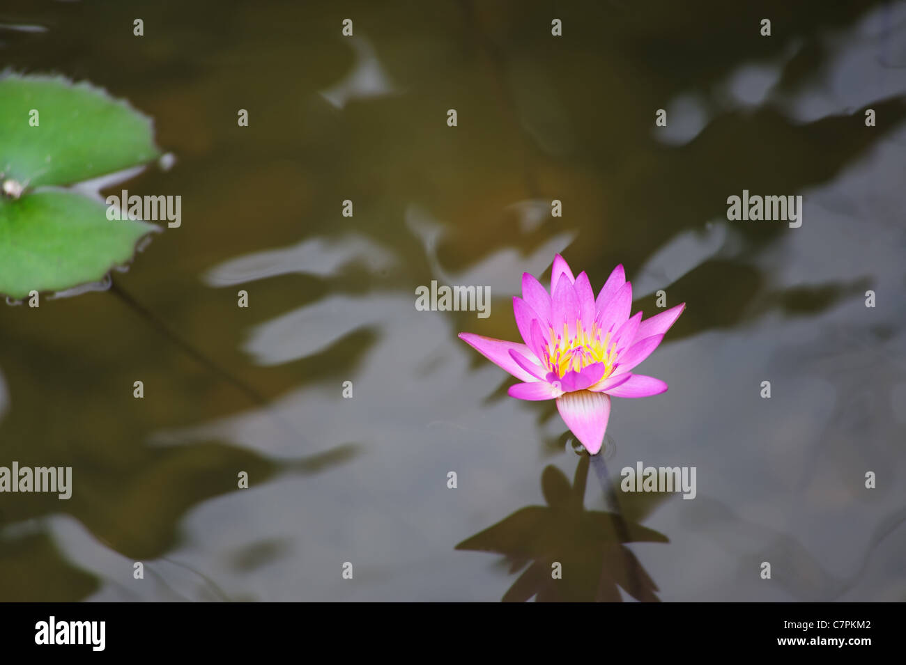 Single water lily flower blooming in the pond Stock Photo - Alamy