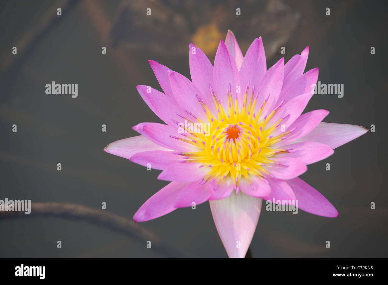 Single bloom one flower hi-res stock photography and images - Alamy