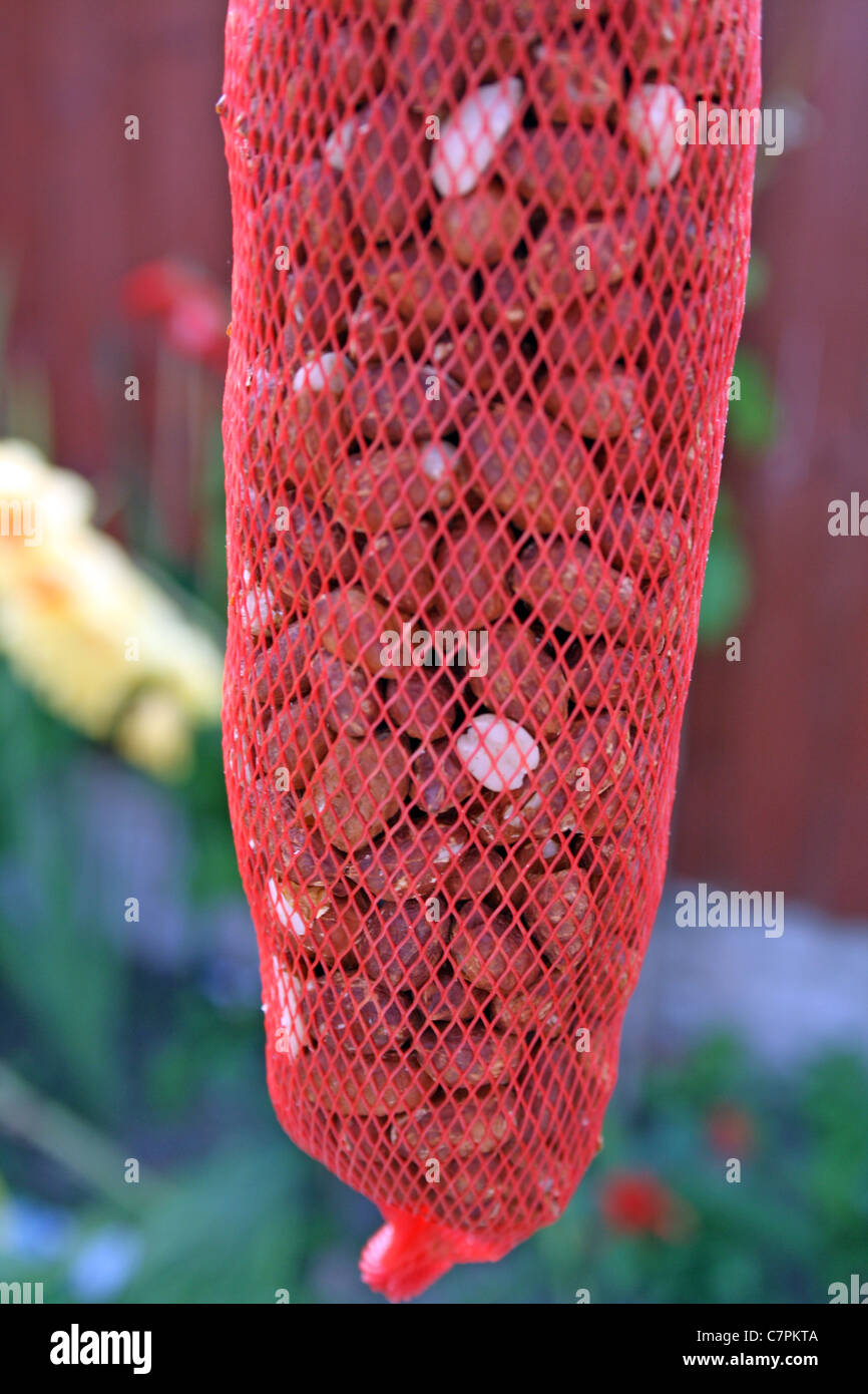 Nuts bird feeder garden hi-res stock photography and images - Alamy