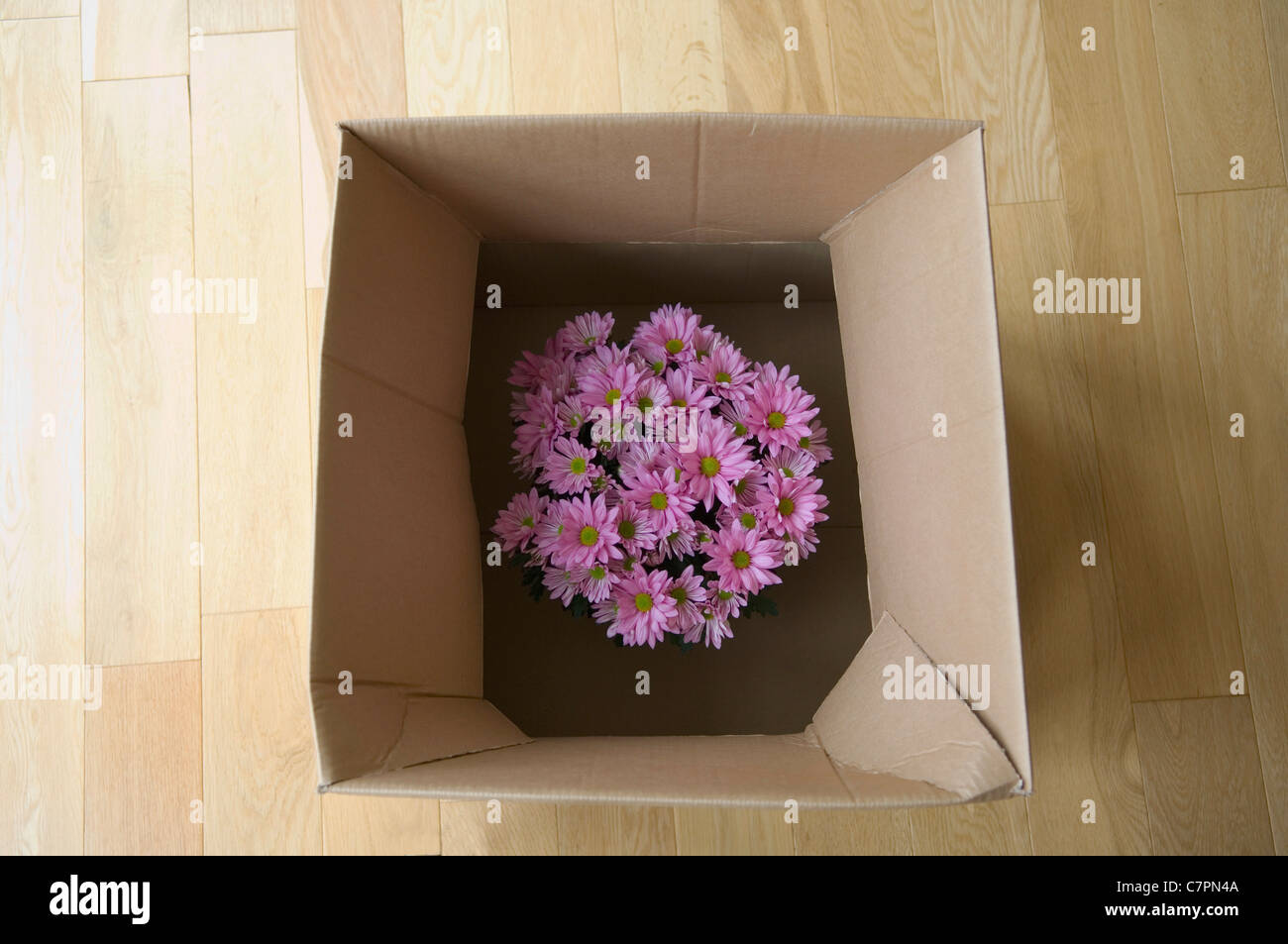 Flowers in cardboard box Stock Photo - Alamy