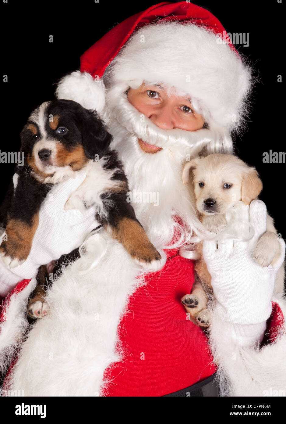 Dog santa suit hi-res stock photography and images - Alamy