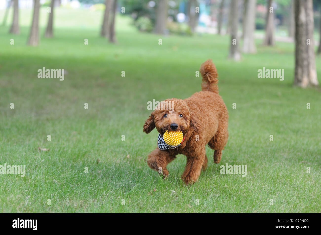 Brown poodle dog holding a ball in the mouth and running on the lawn ...