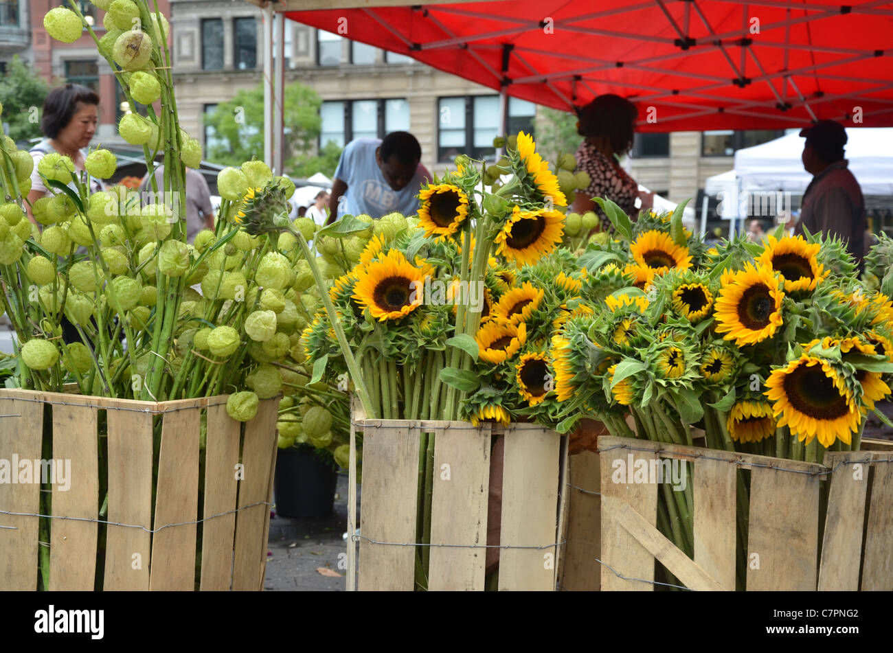 Sunflowers in Market Stock Photo - Alamy