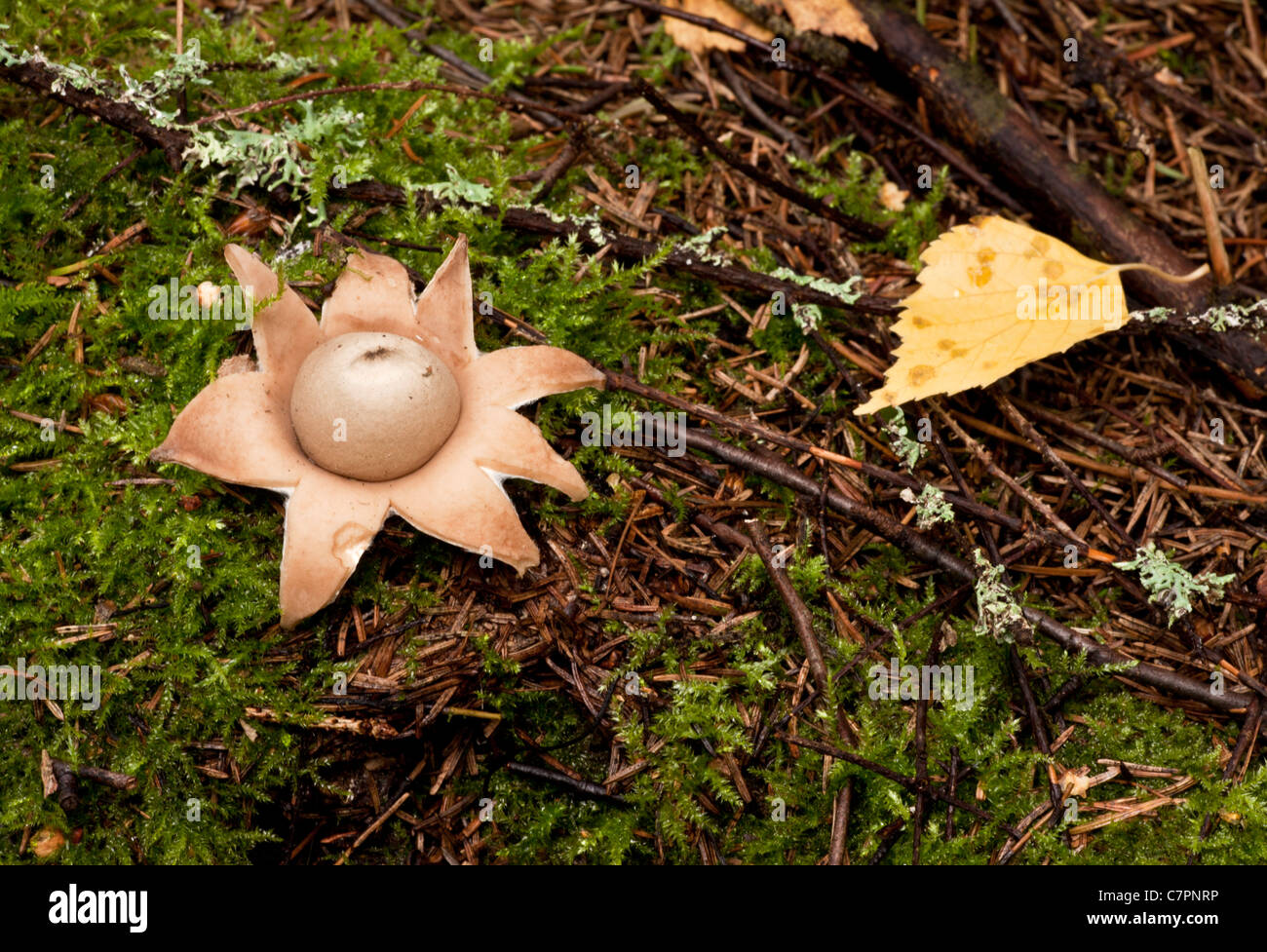 Rosy earthstar hi-res stock photography and images - Alamy