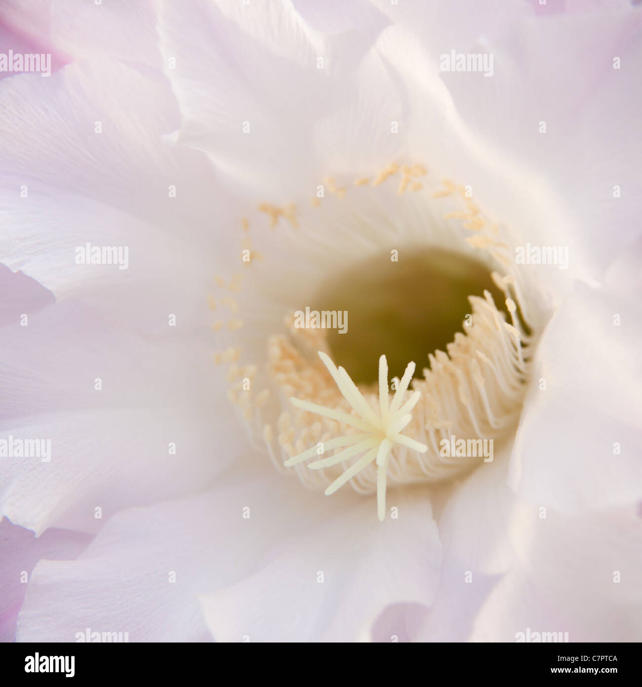 center of a pale pink cactus flower Stock Photo - Alamy