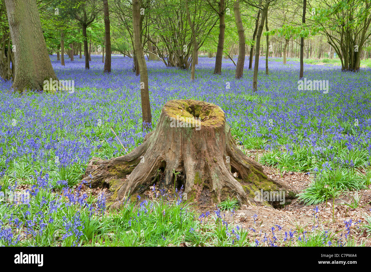 Fields Of Bluebells High Resolution Stock Photography and Images - Alamy